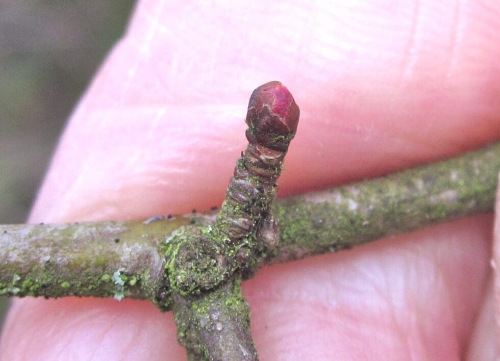 Hawthorn - Tree Guide UK - Common Hawthorn tree identification
