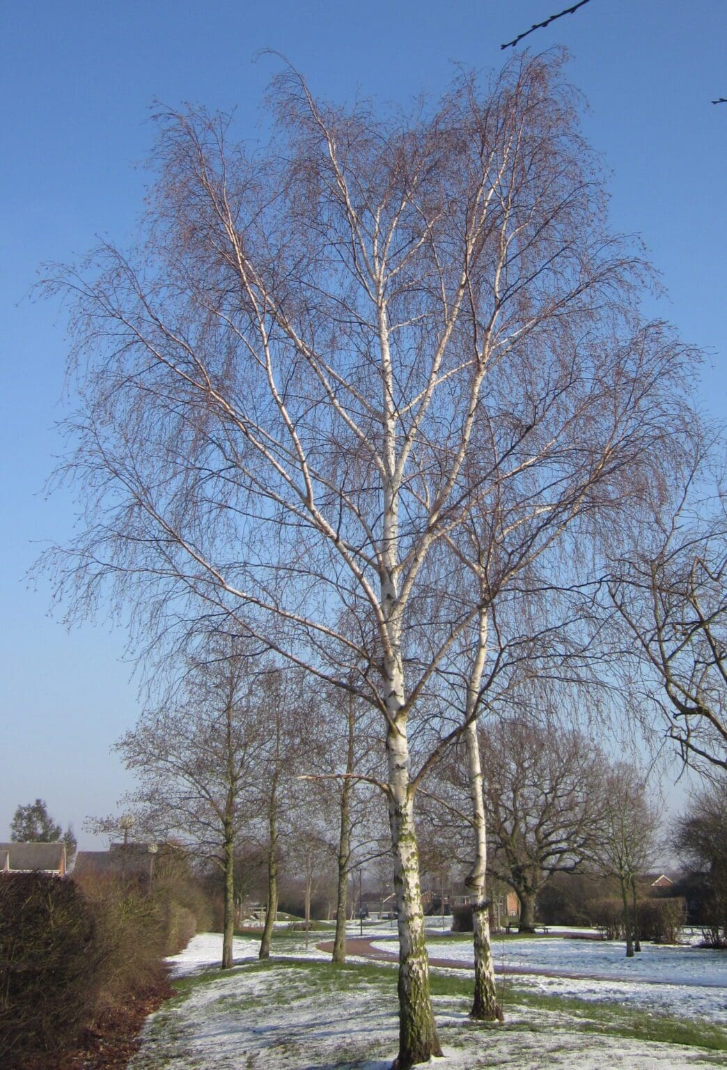 Silver Birch - Tree Guide UK - Silver Birch tree identification