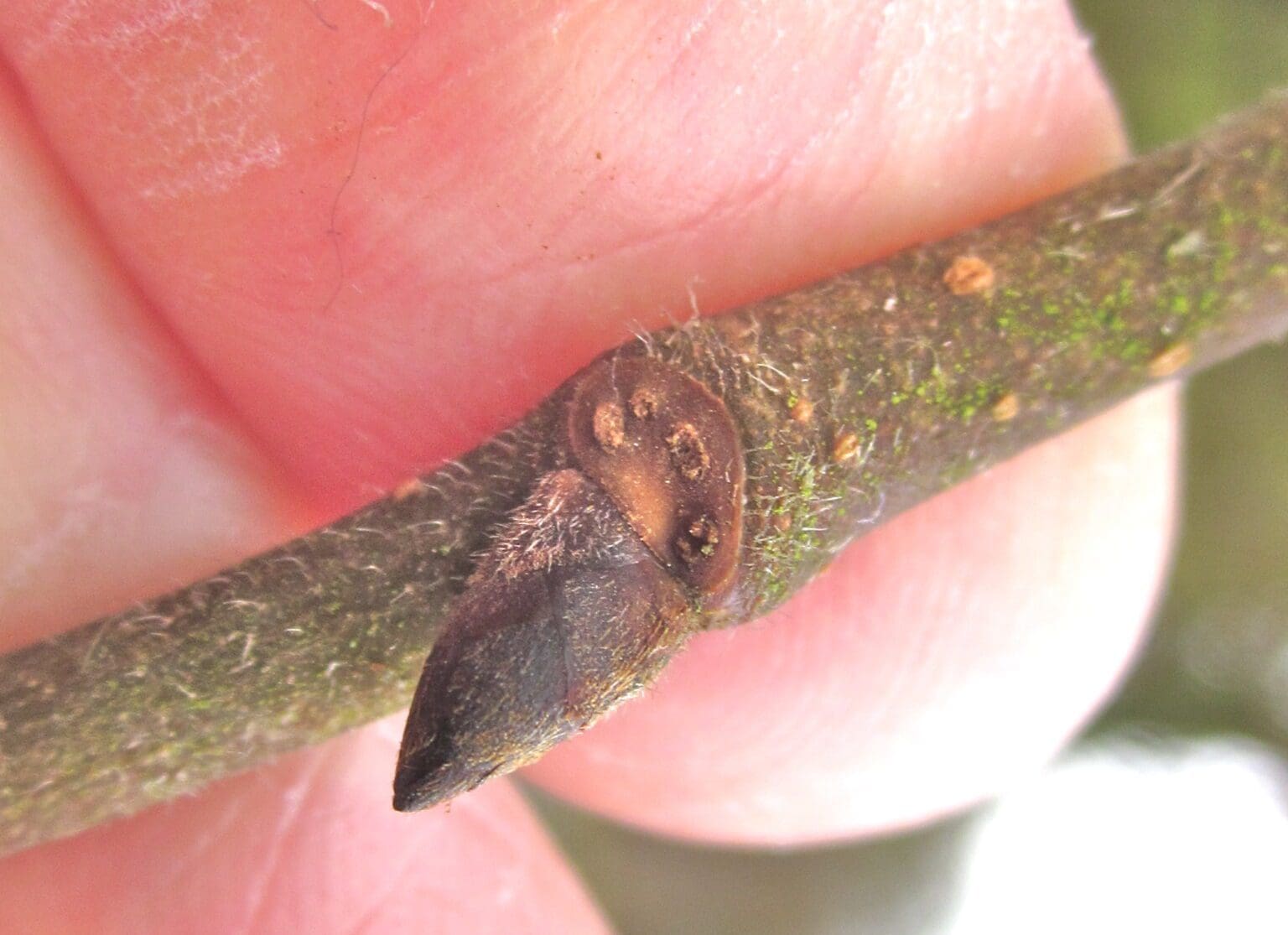 Wych Elm - Tree Guide UK - Wych Elm tree identification