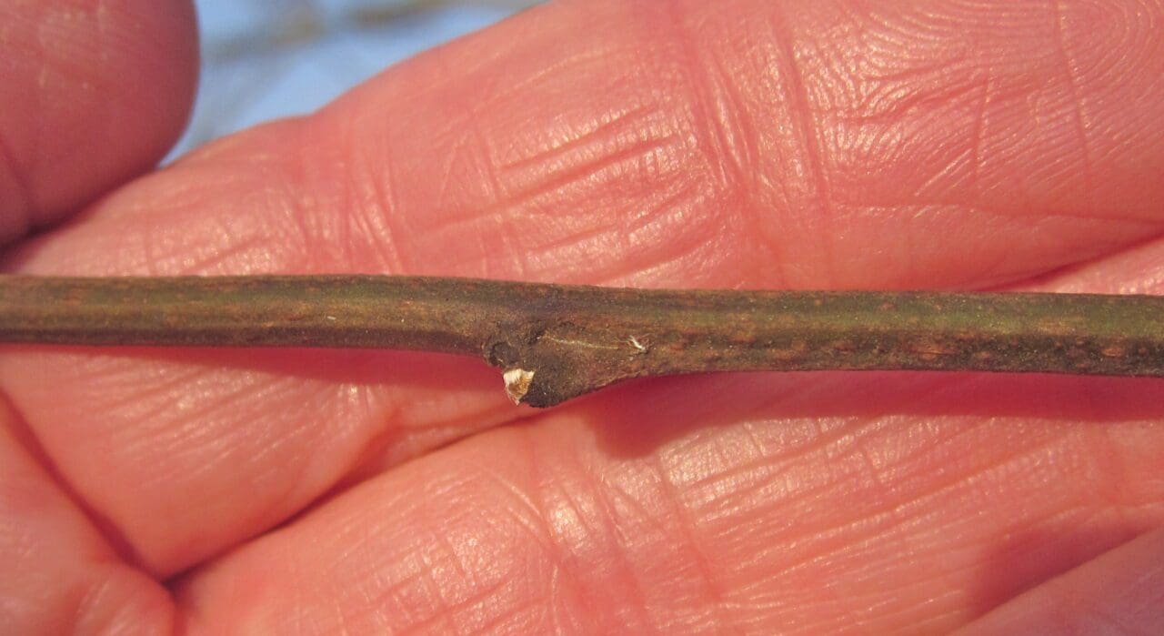 False Acacia - Tree Guide UK - False Acacia tree identification