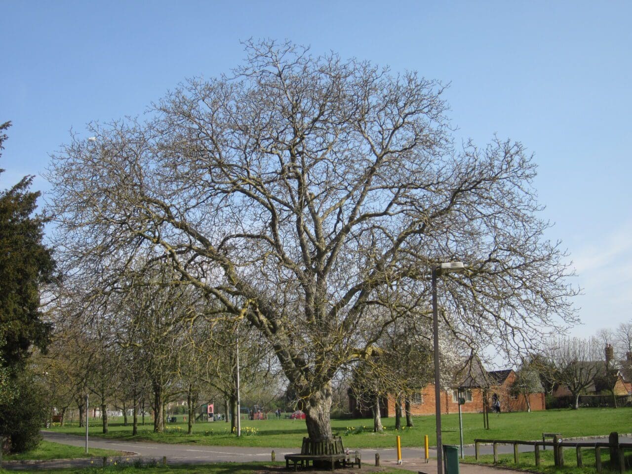Walnut - Tree Guide UK Common Walnut tree identification