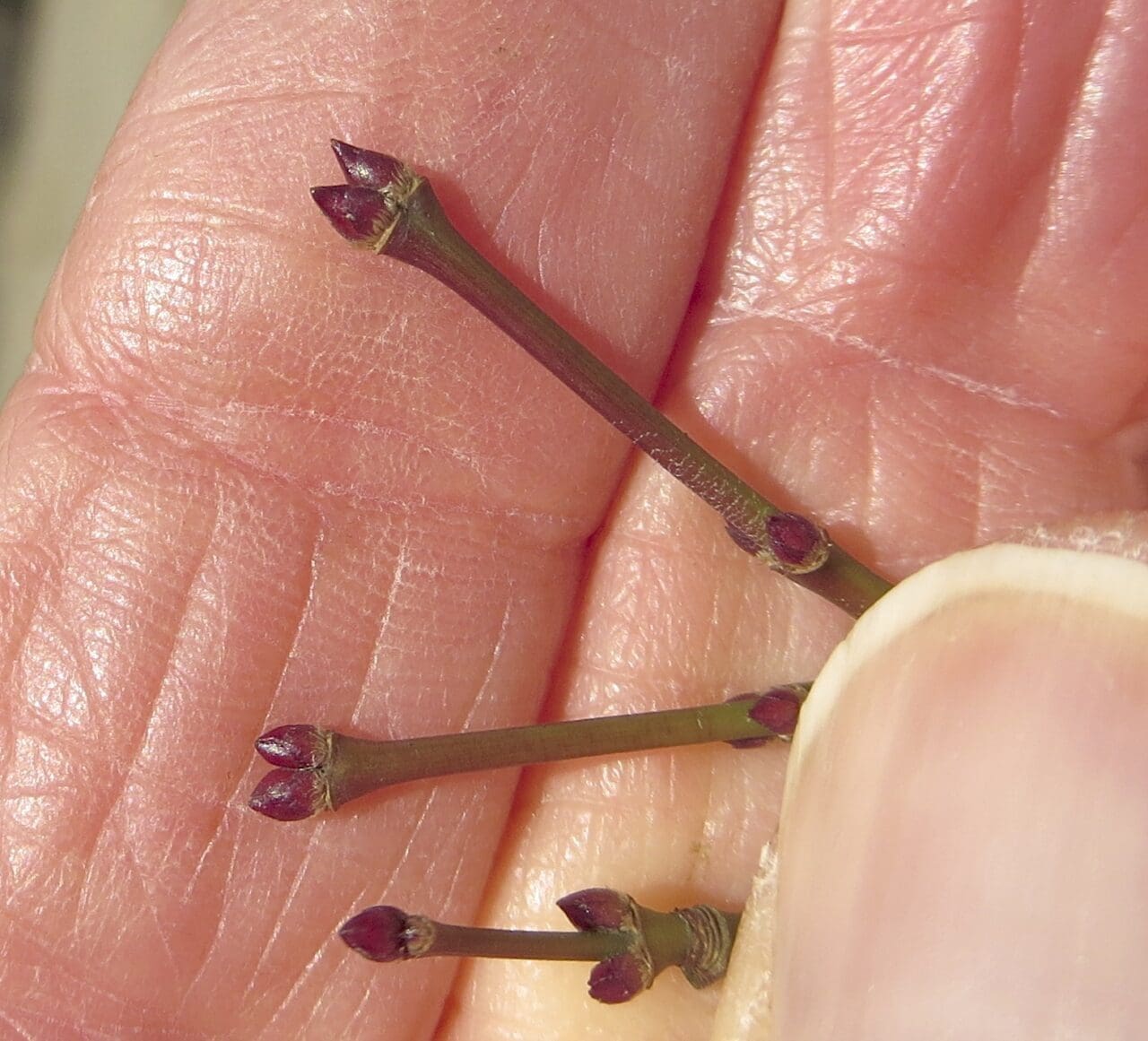 Maples - Tree Guide UK - Maple tree identification