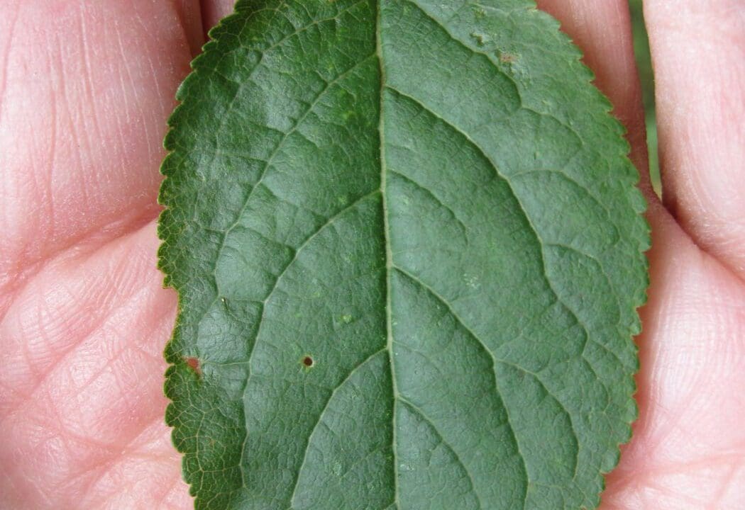 Cherry Plum - Tree Guide UK -Cherry Plum identification