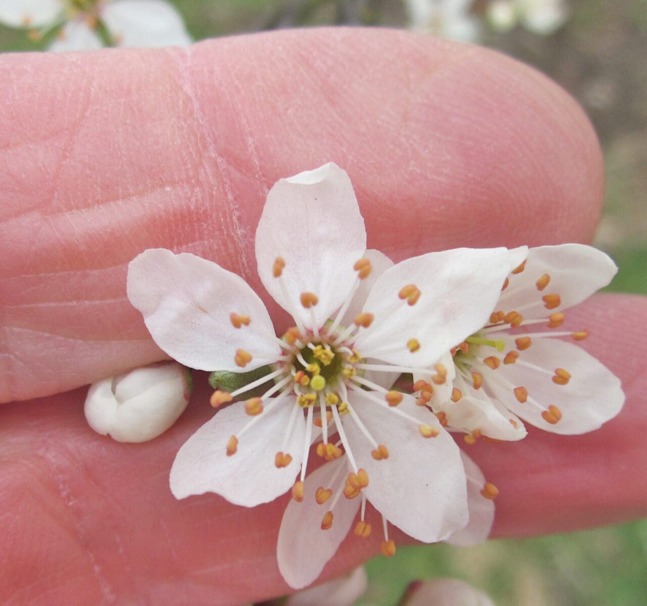 Cherry Plum - Tree Guide UK -Cherry Plum identification