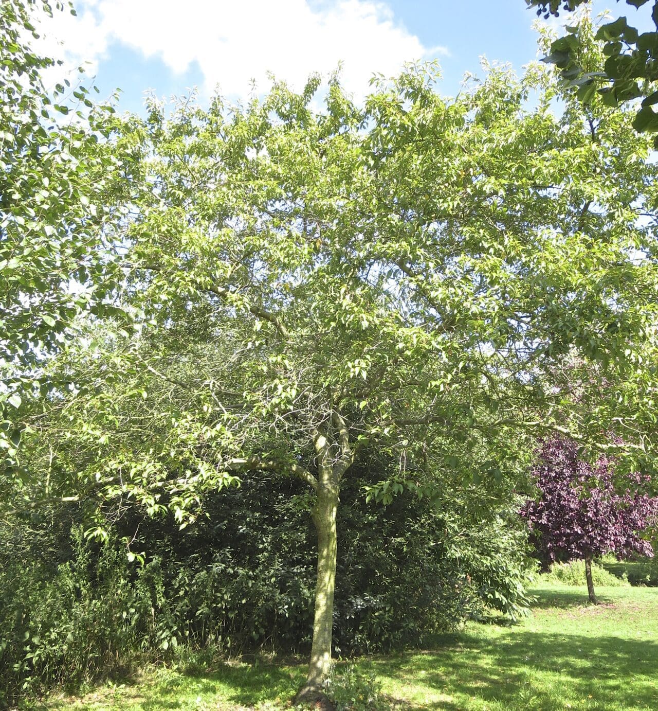 Winter Cherry - Tree Guide UK - Winter Cherry Identification