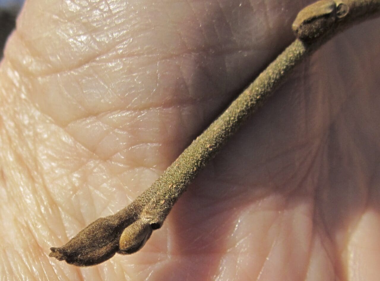 Buds hairy - Tree Guide UK Tree ID by hairy buds