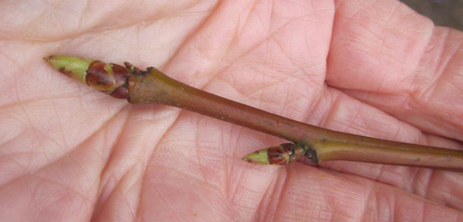 Sweet Gum - Tree Guide UK - Sweet Gum tree identification