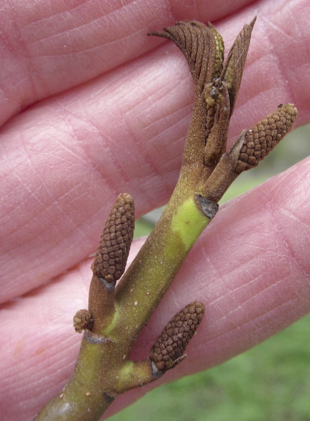 Buds Alternate Large - Tree ID by large alternate buds