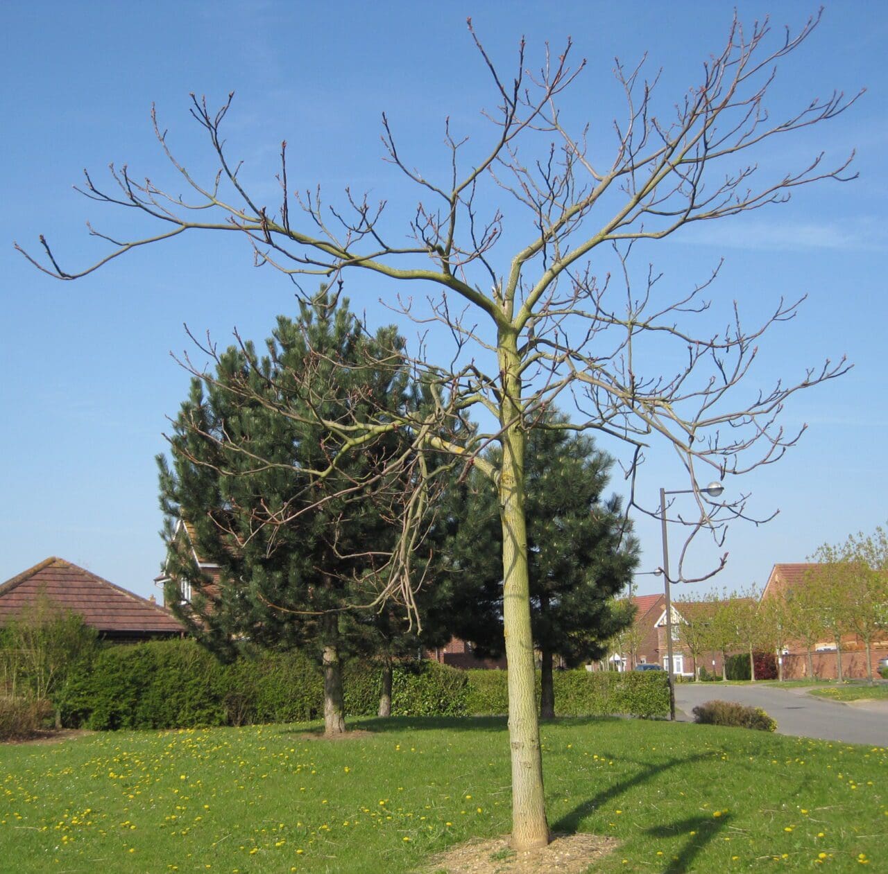 Tree of Heaven - Tree Guide UK - Tree of Heaven identification