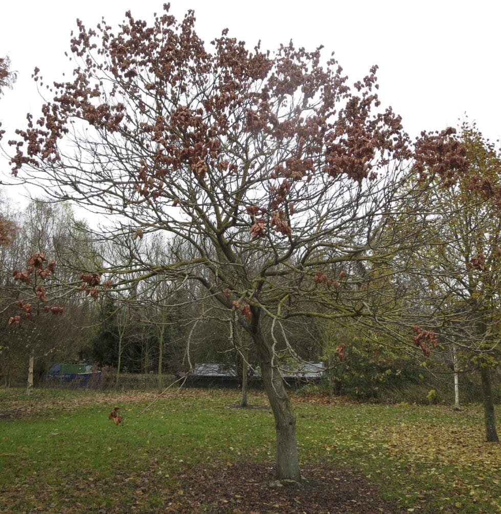 Golden Rain Tree - Tree Guide UK - Golden Rain Tree identification