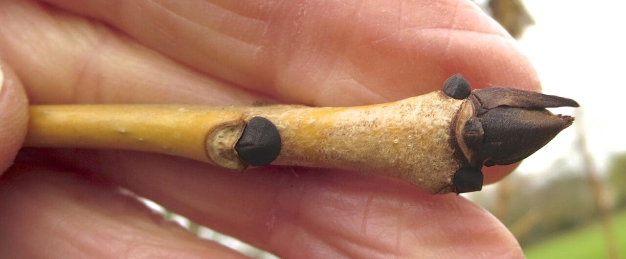 More Ash - Tree Guide UK - more ash tree species identification
