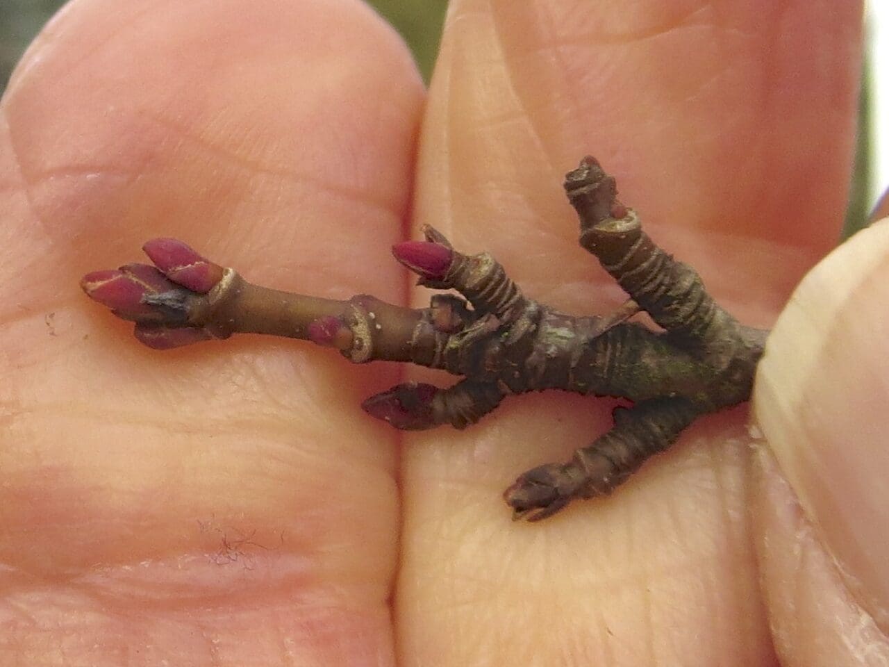 More Maples - Tree Guide UK - More Maple trees identification