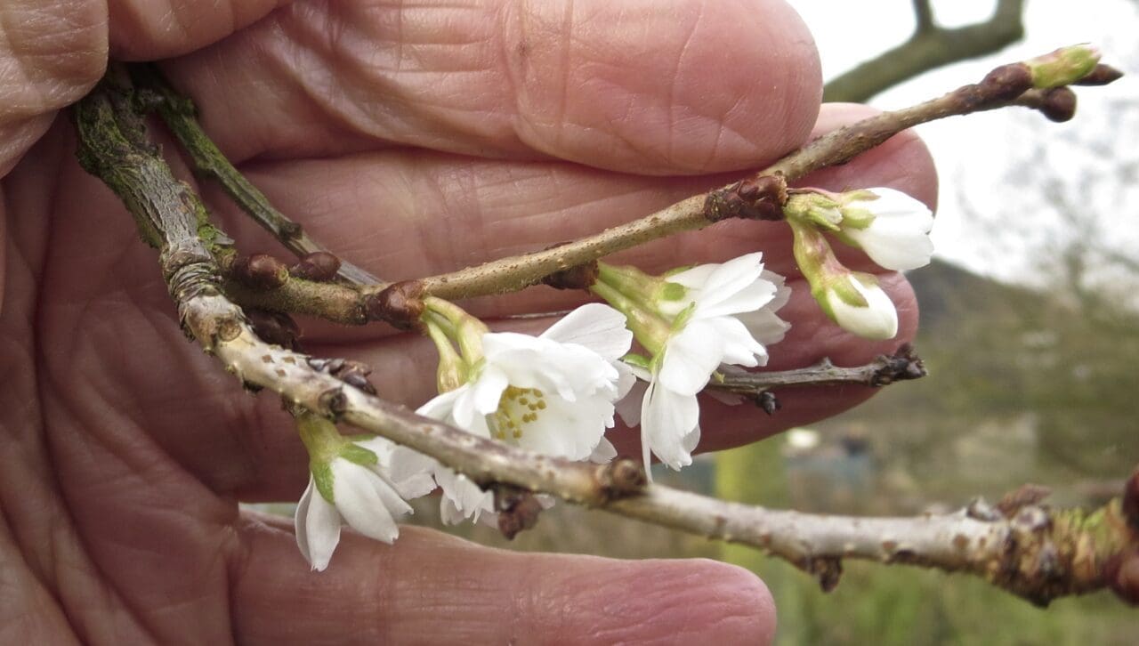 Winter Cherry - Tree Guide UK - Winter Cherry Identification