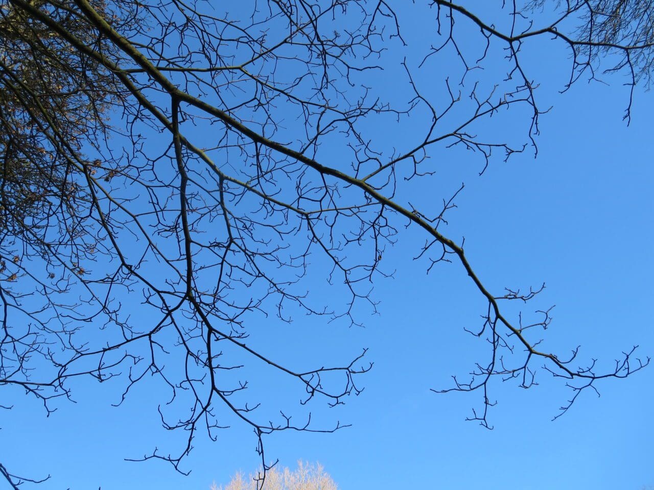 Table Dogwood - Tree Guide UK - Table Dogwood tree identification