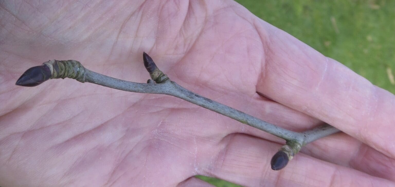 Handkerchief Tree - Tree Guide UK- Handkerchief Tree identification