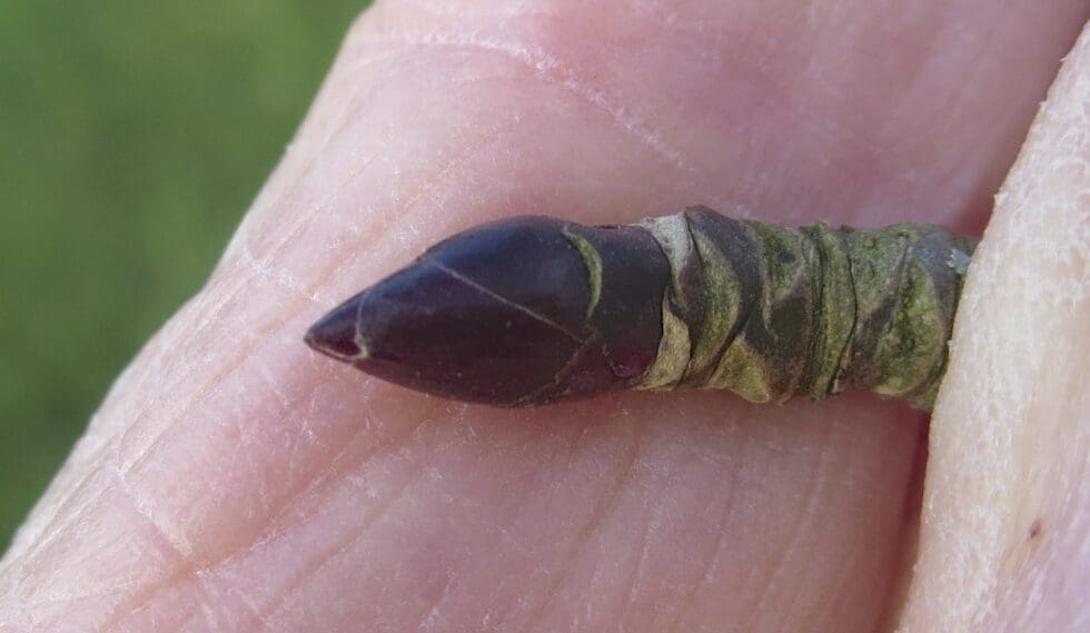 Handkerchief Tree - Tree Guide UK- Handkerchief Tree identification