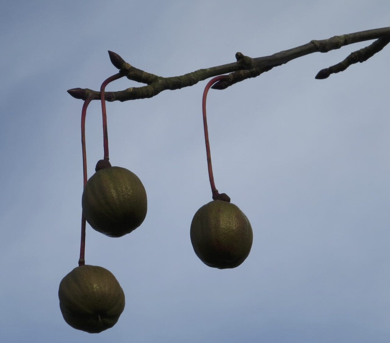 Handkerchief Tree - Tree Guide UK- Handkerchief Tree identification