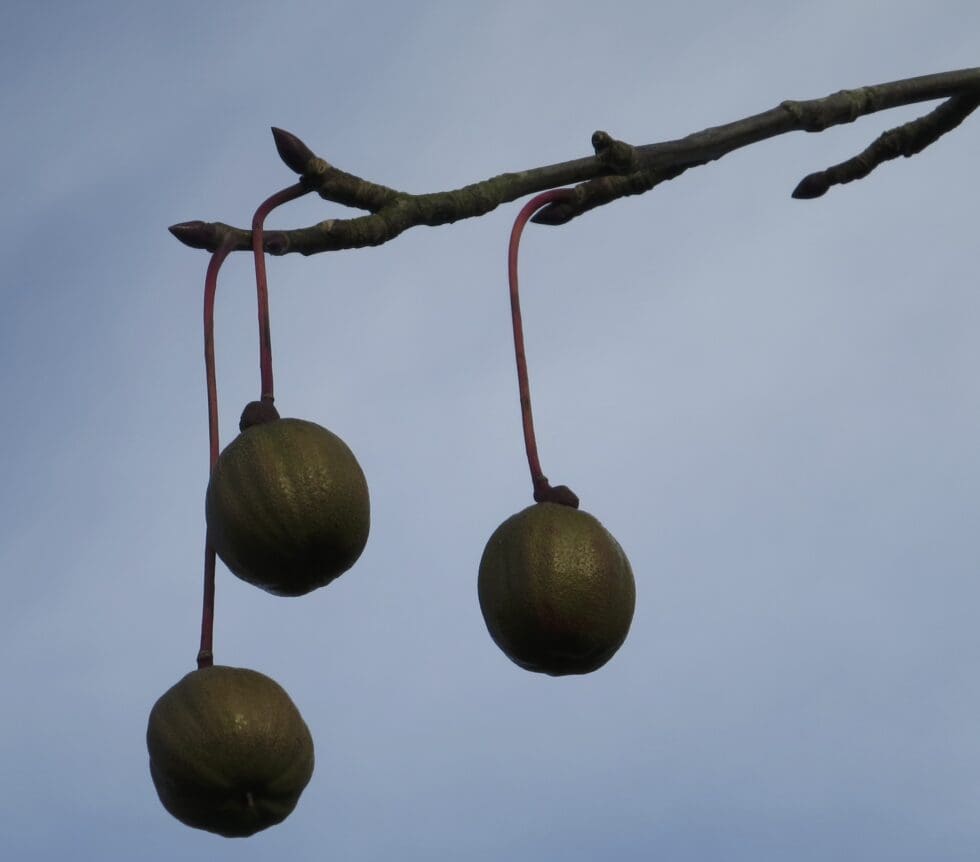 Handkerchief Tree - Tree Guide UK- Handkerchief Tree identification