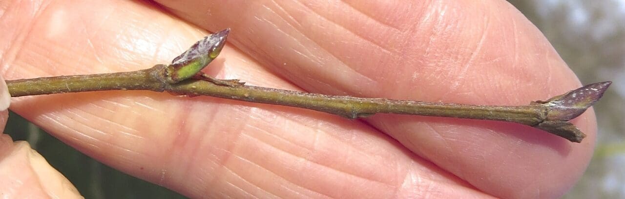 More Alders - Tree Guide UK - More Alders identification