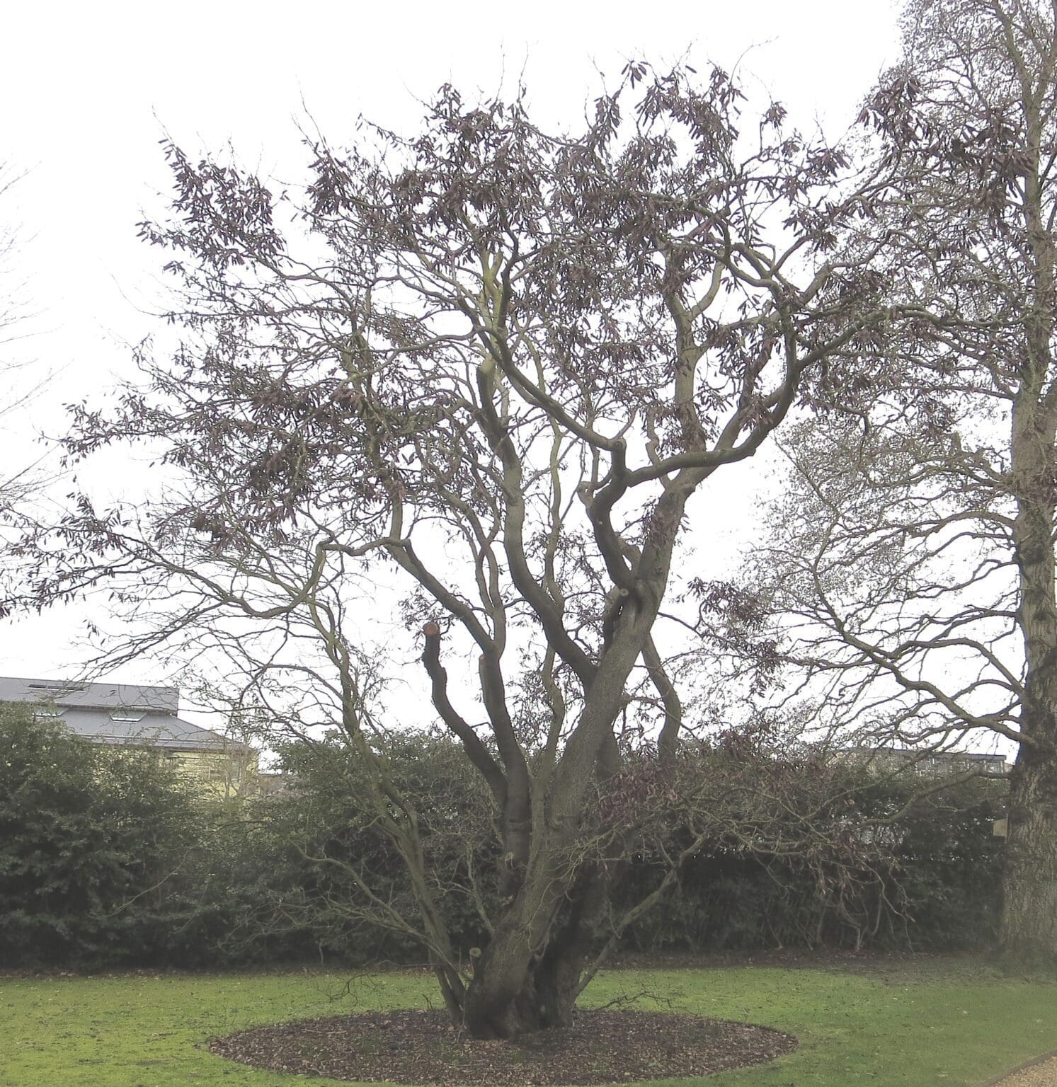 Judas Tree - Tree Guide UK Judas Tree identification