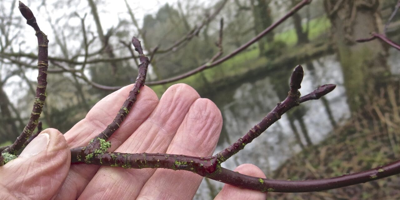 Table Dogwood - Tree Guide UK - Table Dogwood tree identification