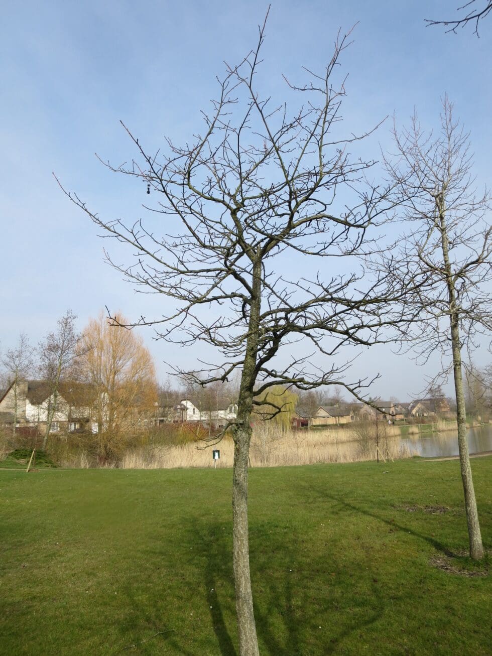 Sweet Gum - Tree Guide UK - Sweet Gum tree identification