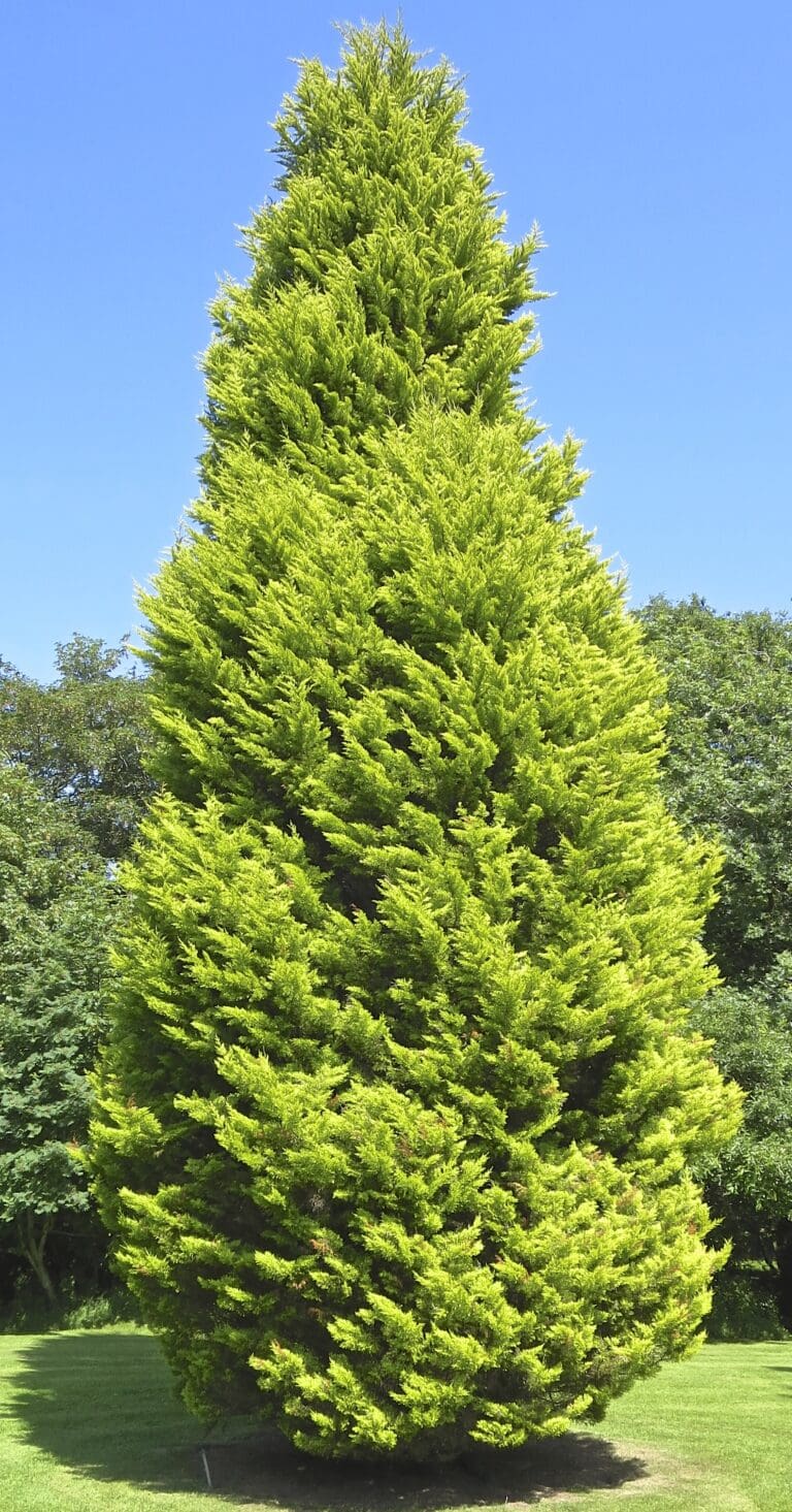 Monterey Cypress - Tree Guide UK Monterey Cypress tree identification
