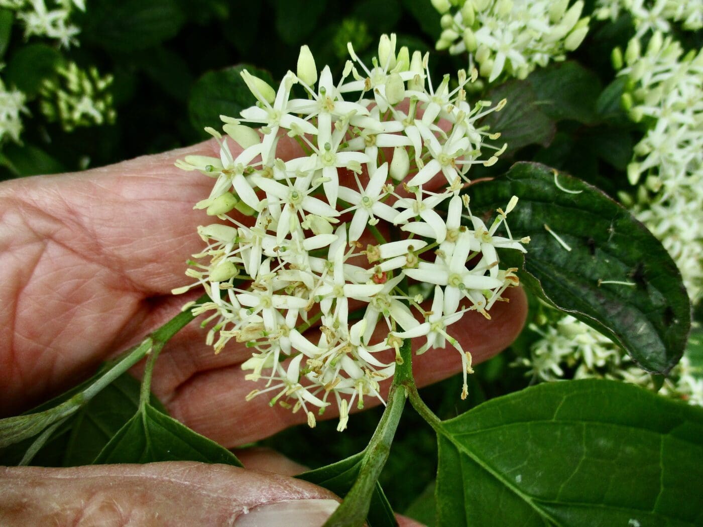 dogwood common - Tree Guide UK