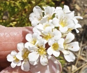 Saxifrage Family - Saxifrage family