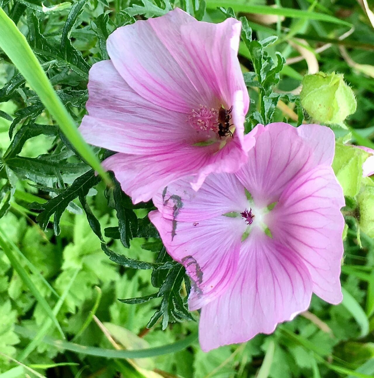 Mallow Family - Mallow Family