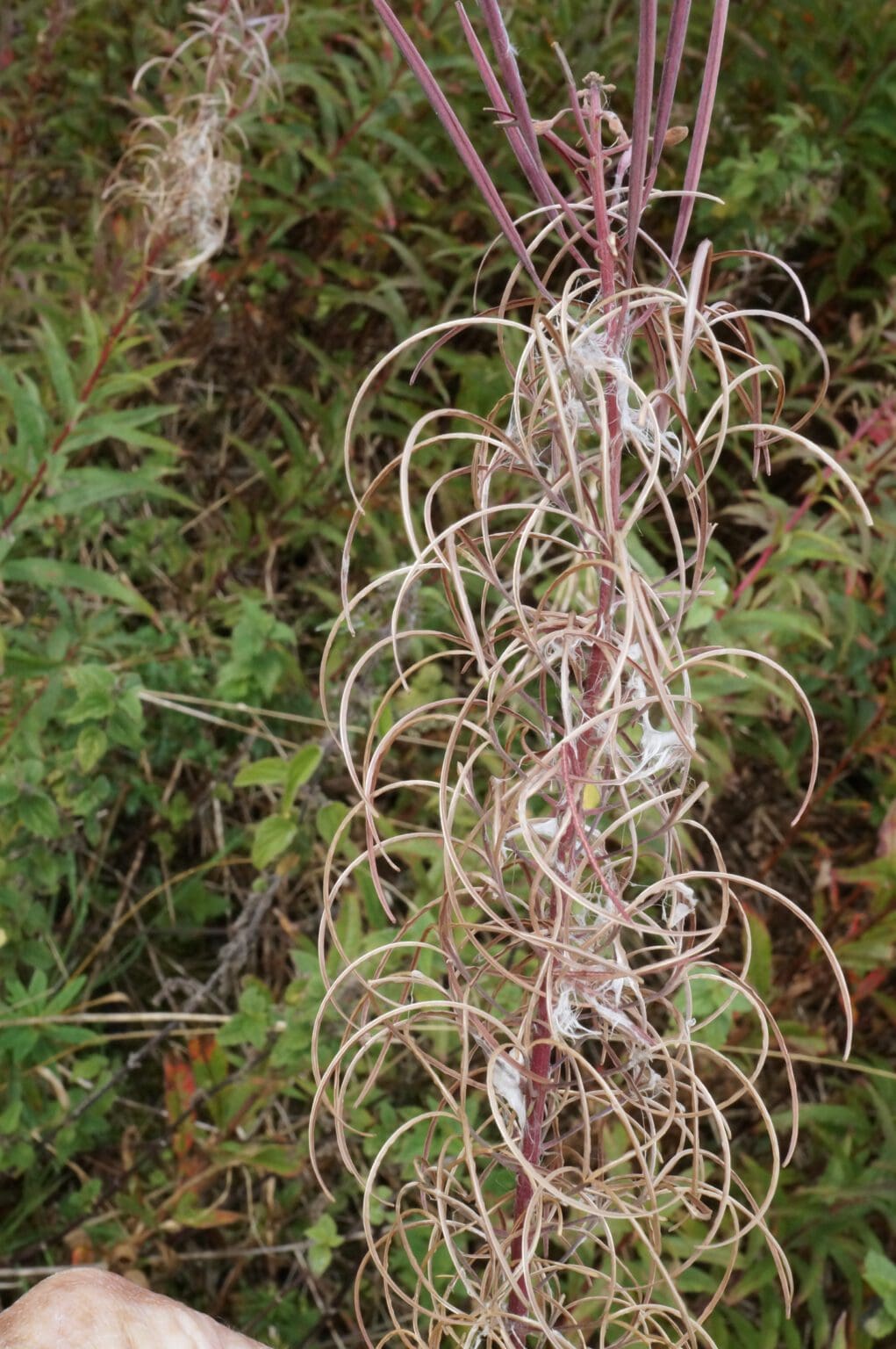 Willowherb Family - Willowherb Family