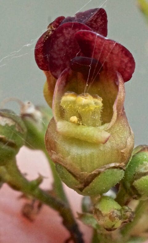 Figwort Family - Figwort Family