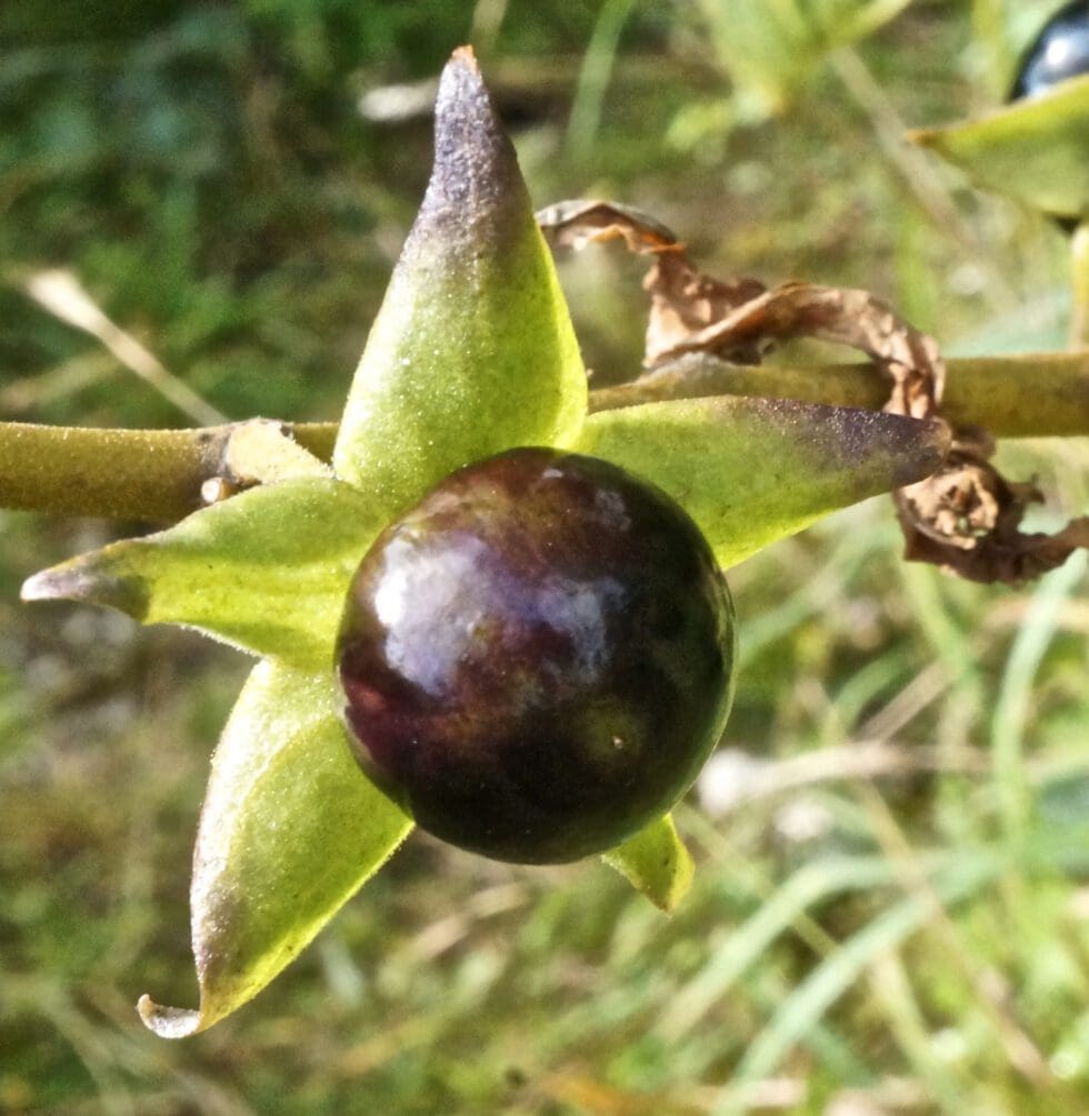 Nightshade Family - Nightshade Family