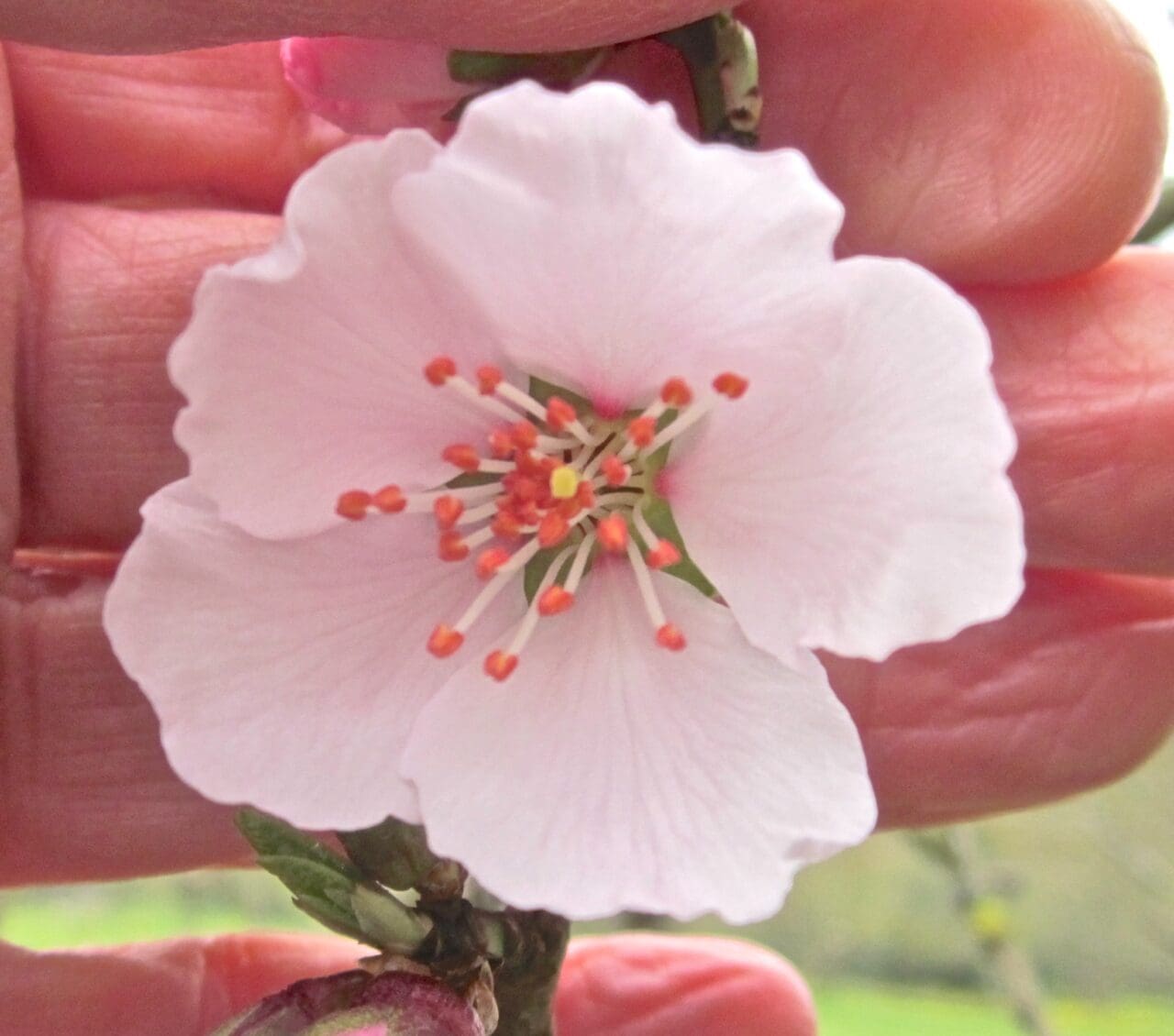 Almond - Almond tree identification
