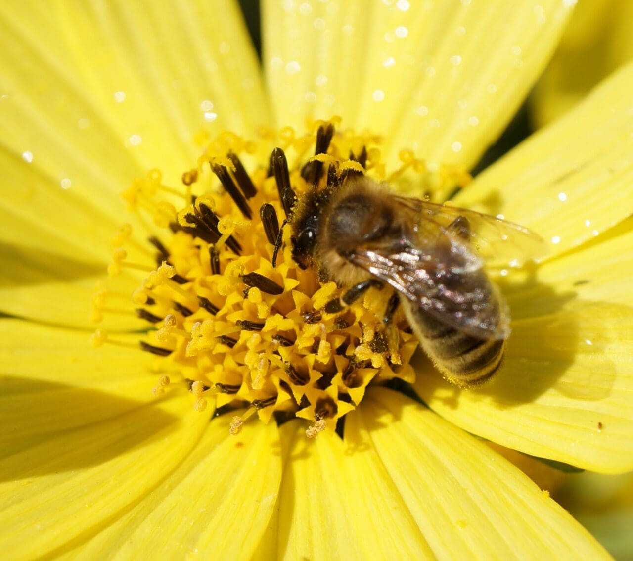 Pollinators - Pollinators in Britain