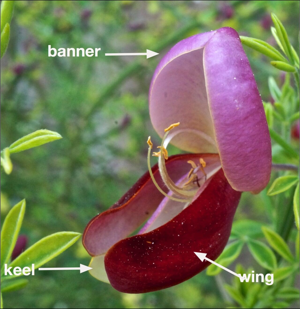 Insect Pollinated Flowers - Insect pollinated flowers