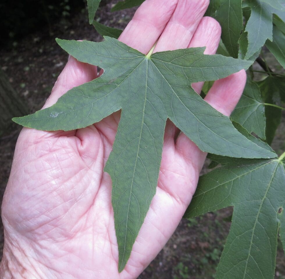 Lobed Non-Maple - Tree Guide UK