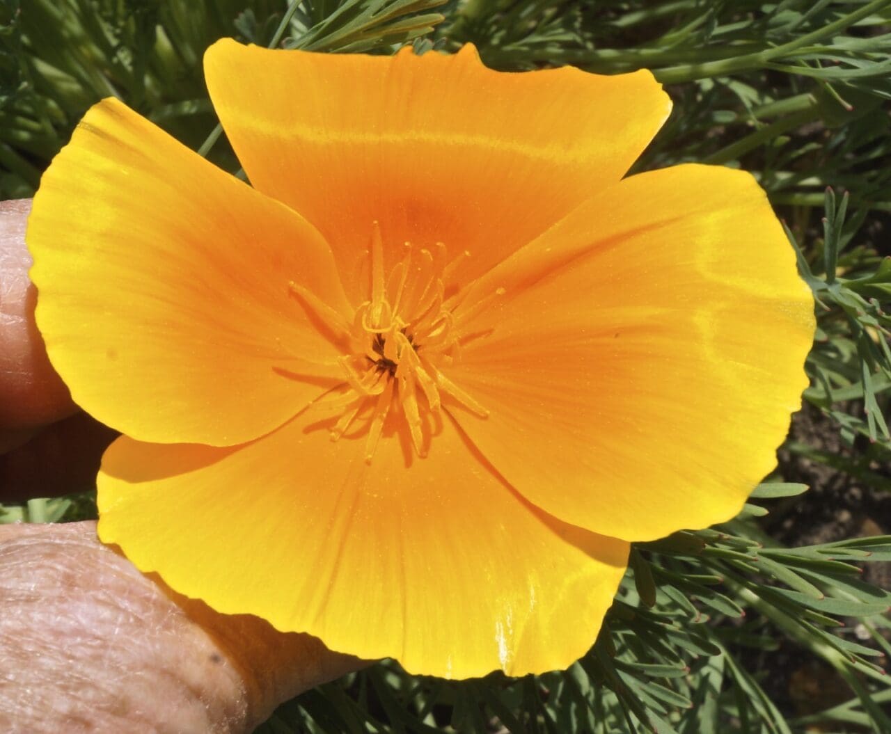 Poppy Family - Poppy Family