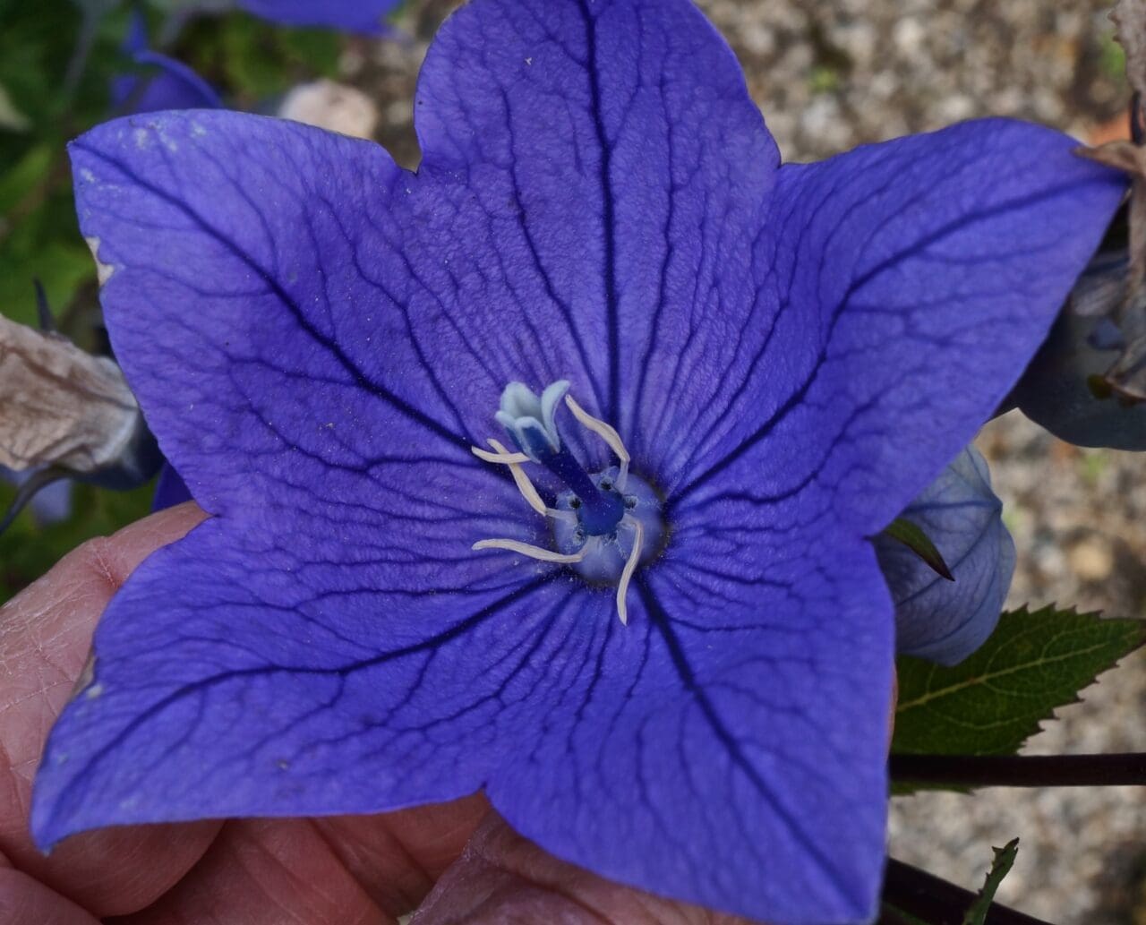 Bellflower Family - Bellflower Family