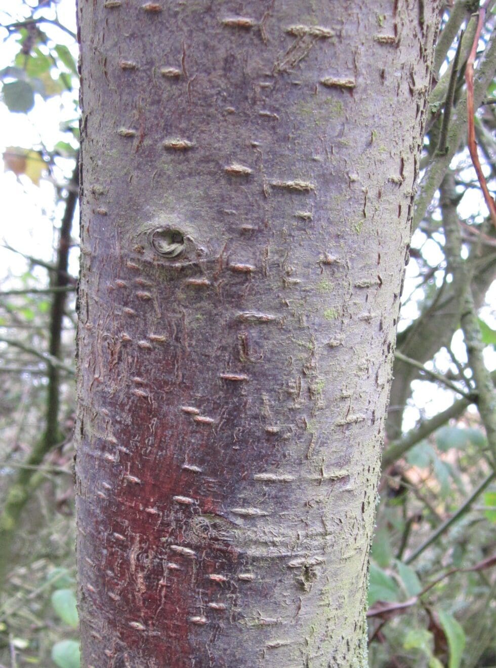 Bark - Tree Guide UK - Tree identification by type of bark