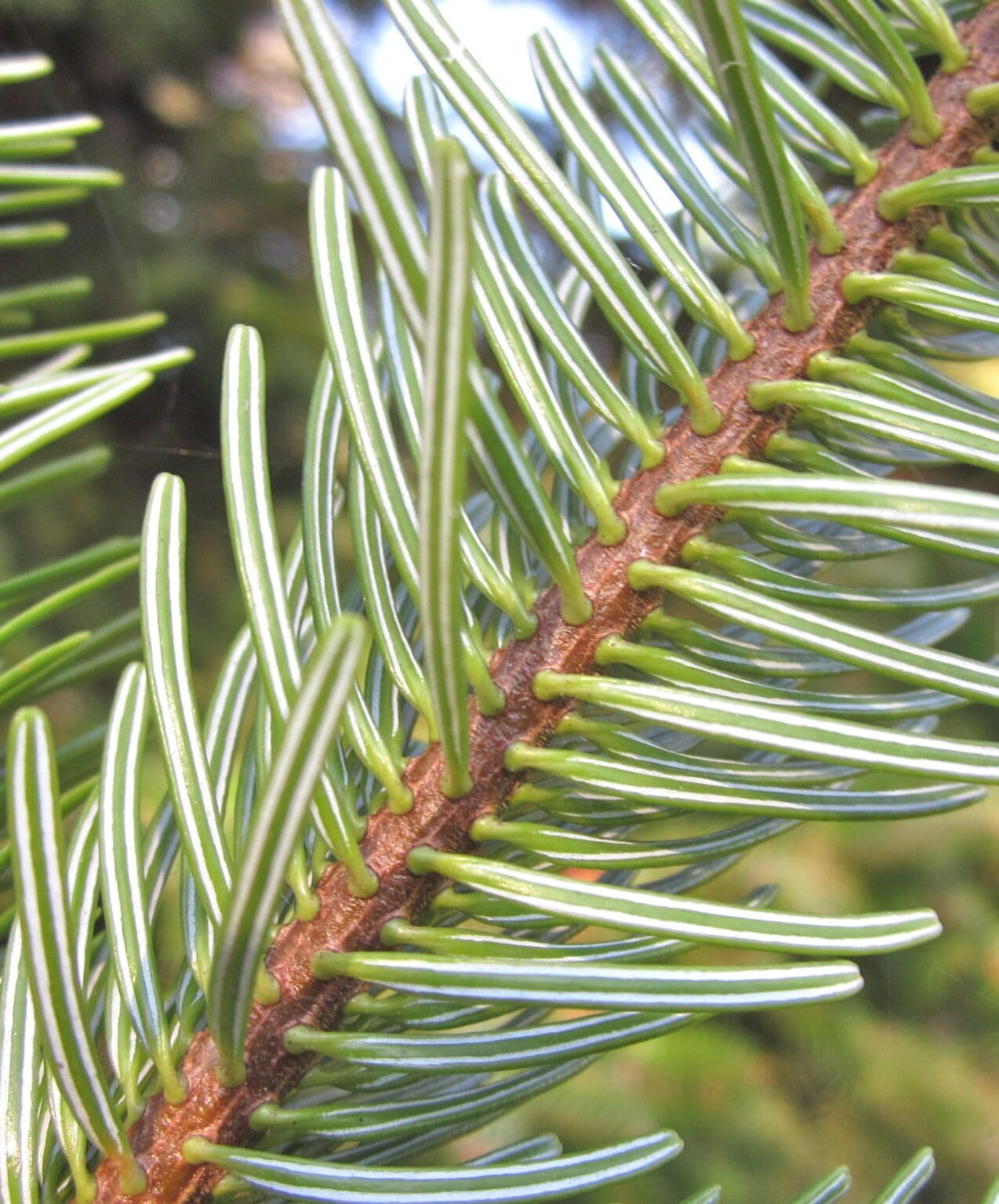 Spruce and Fir tree leaves - Tree Guide UK Spruce and fir tree ID