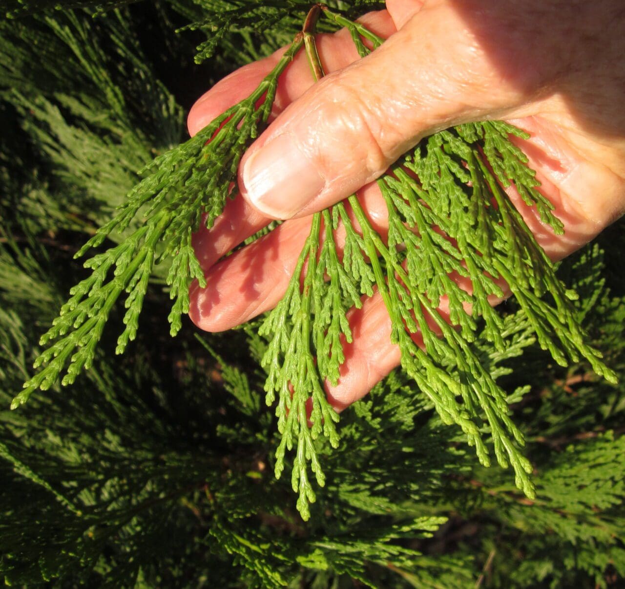 Flat Ferny Leaves - Leaves in Flat Sprays