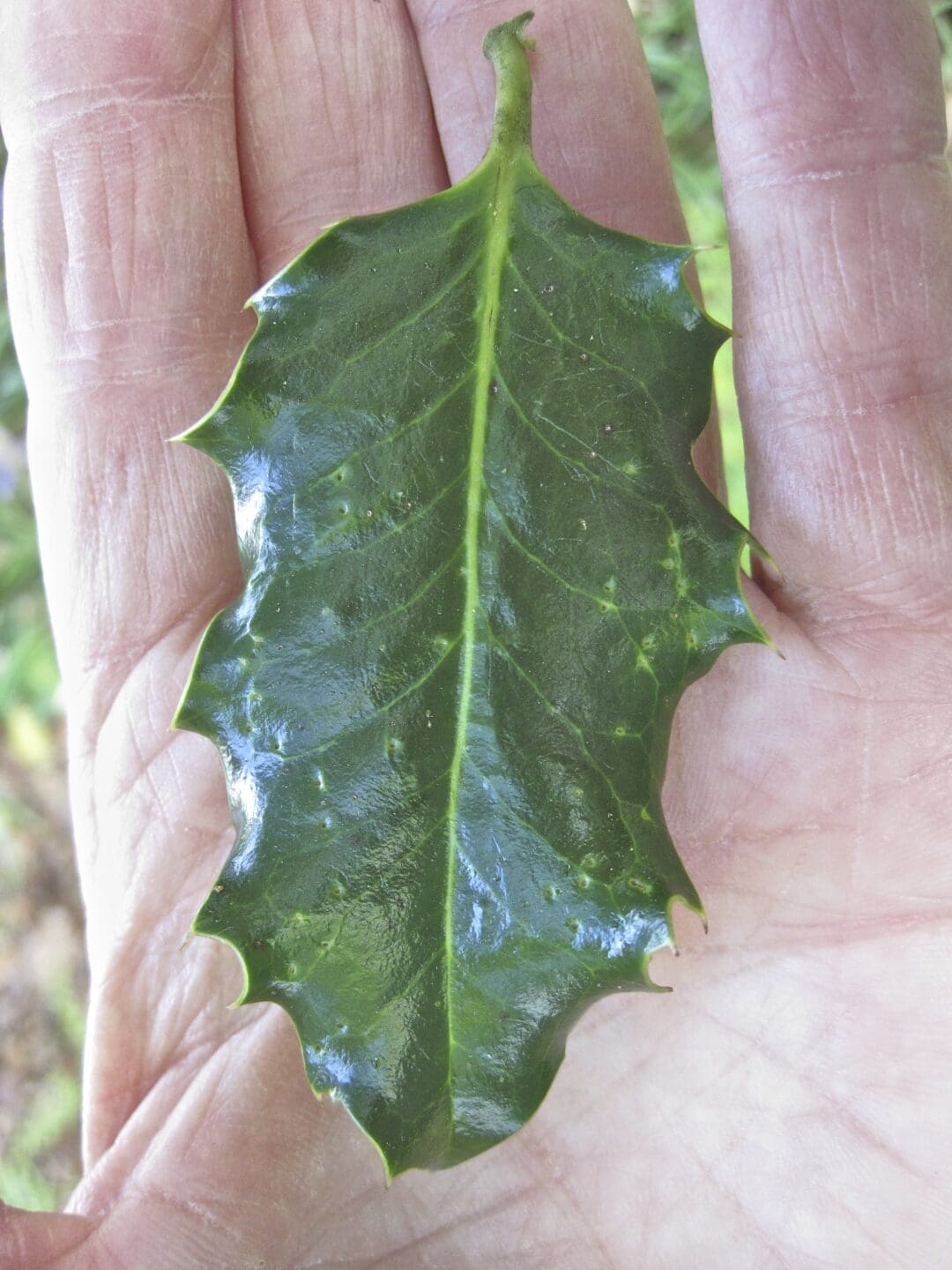 Leaf Oval-toothed - Tree Guide UK - Tree ID by oval, tooth-edged leaf