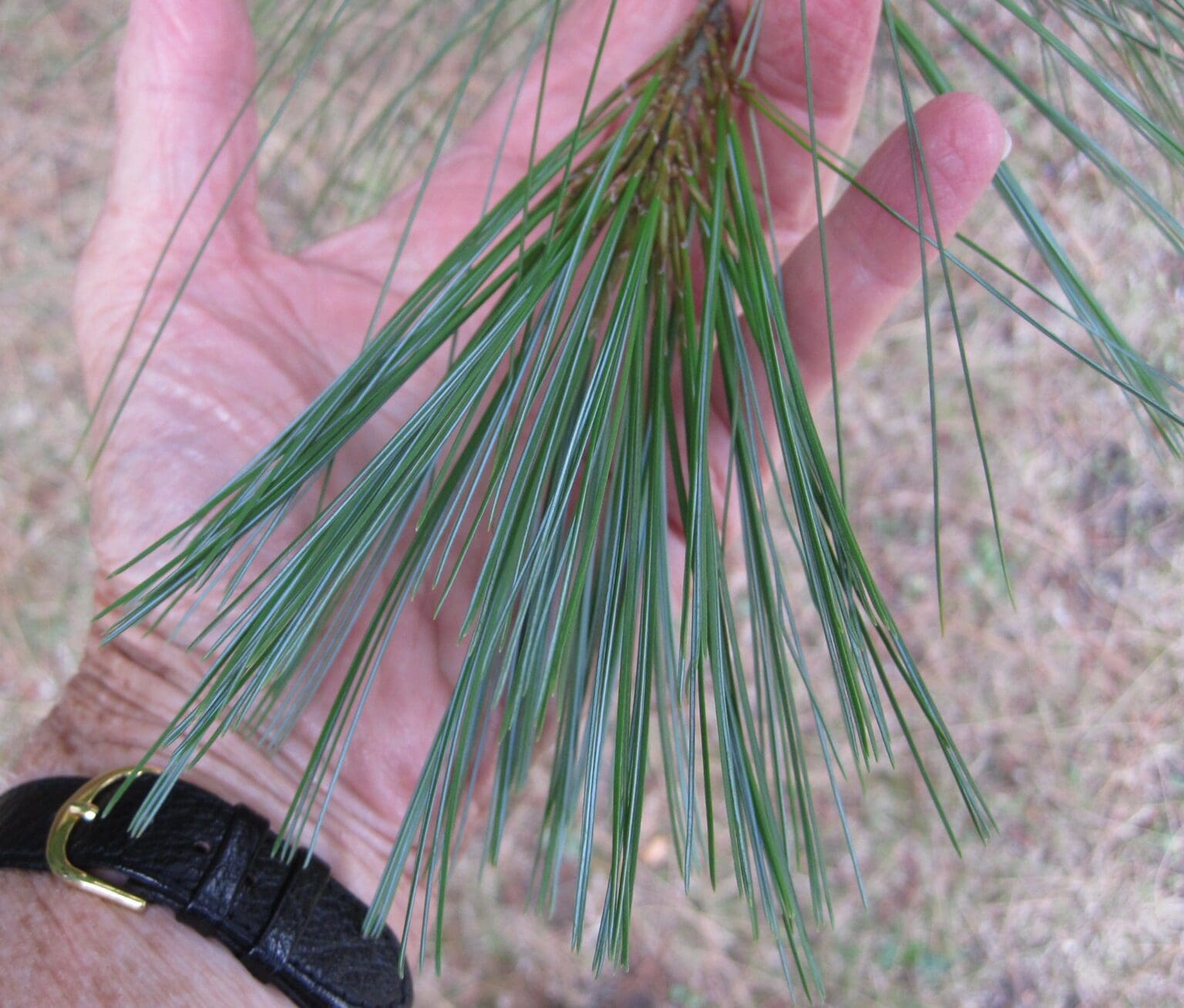 Bhutan Pine - Tree Guide UK Bhutan Pine identification