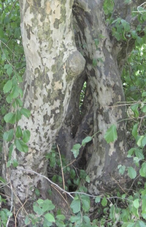 Bark - Tree Guide UK - Tree identification by type of bark