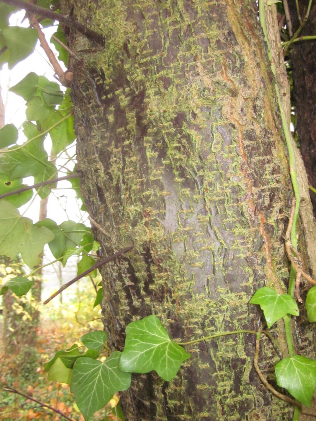 Bark - Tree Guide UK - Tree identification by type of bark