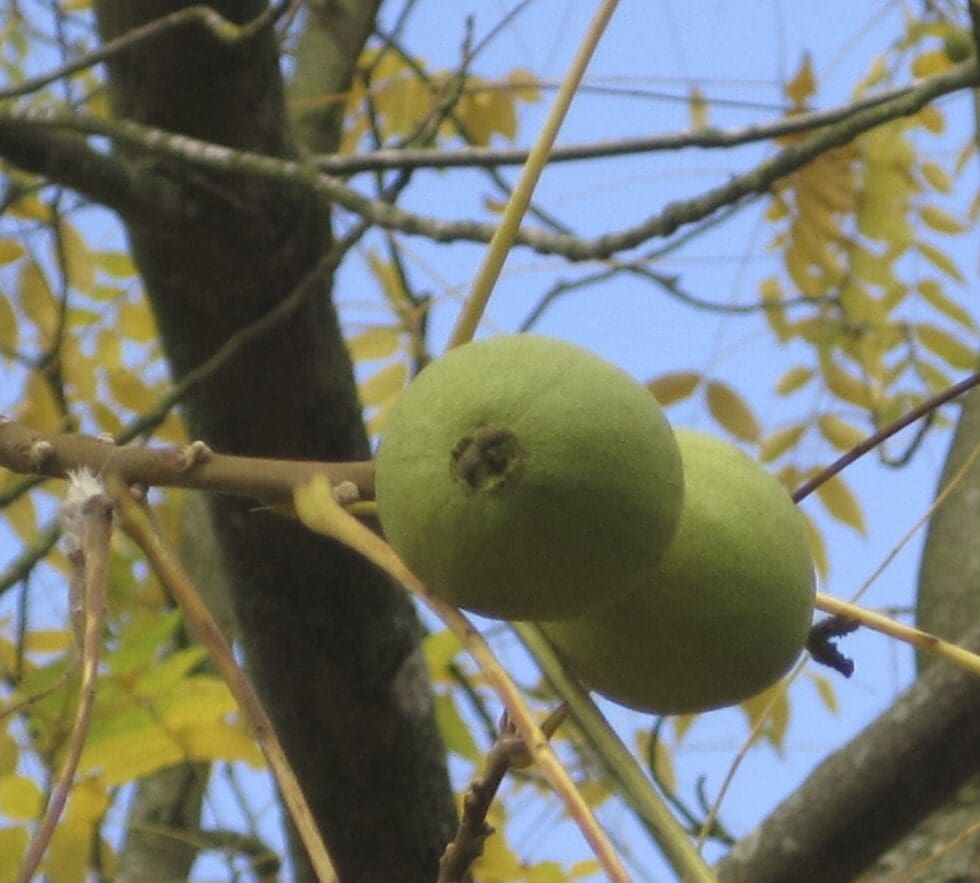 Black Walnut - Black Walnut identification