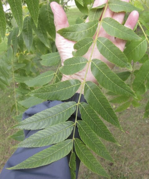Black Walnut - Black Walnut identification
