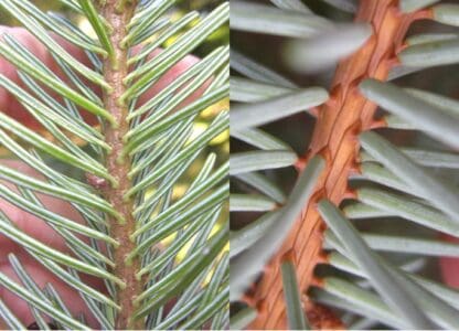 sprucefir needles - Tree Guide UK
