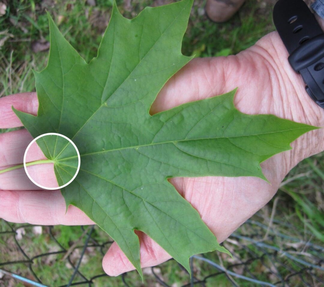 Tree Parts - Tree Parts